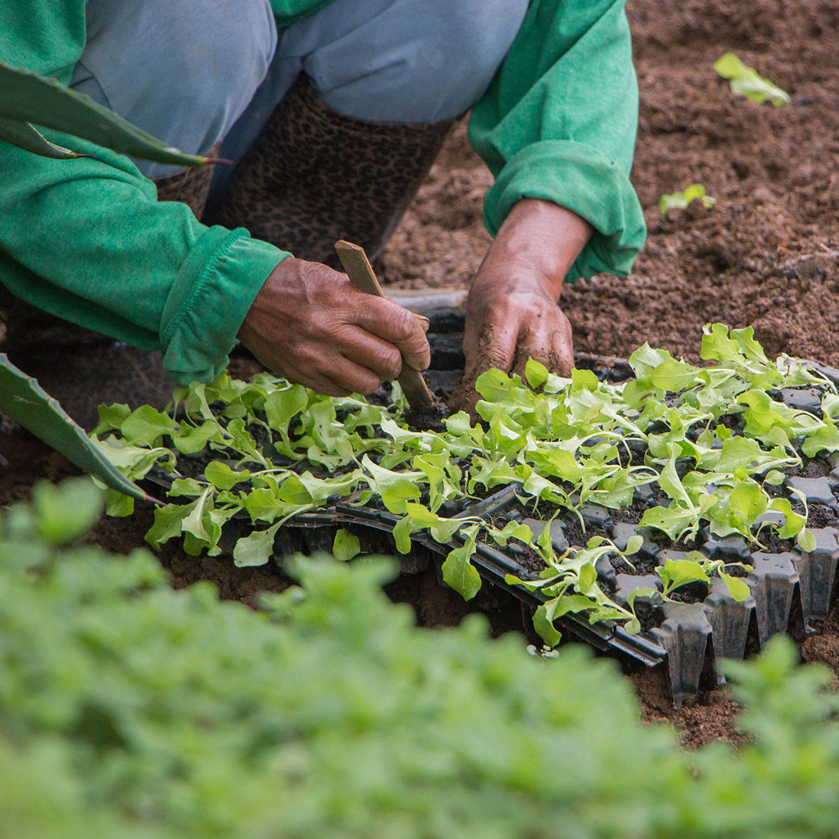 The Organic Movement Contributing to SDG2: Zero Hunger