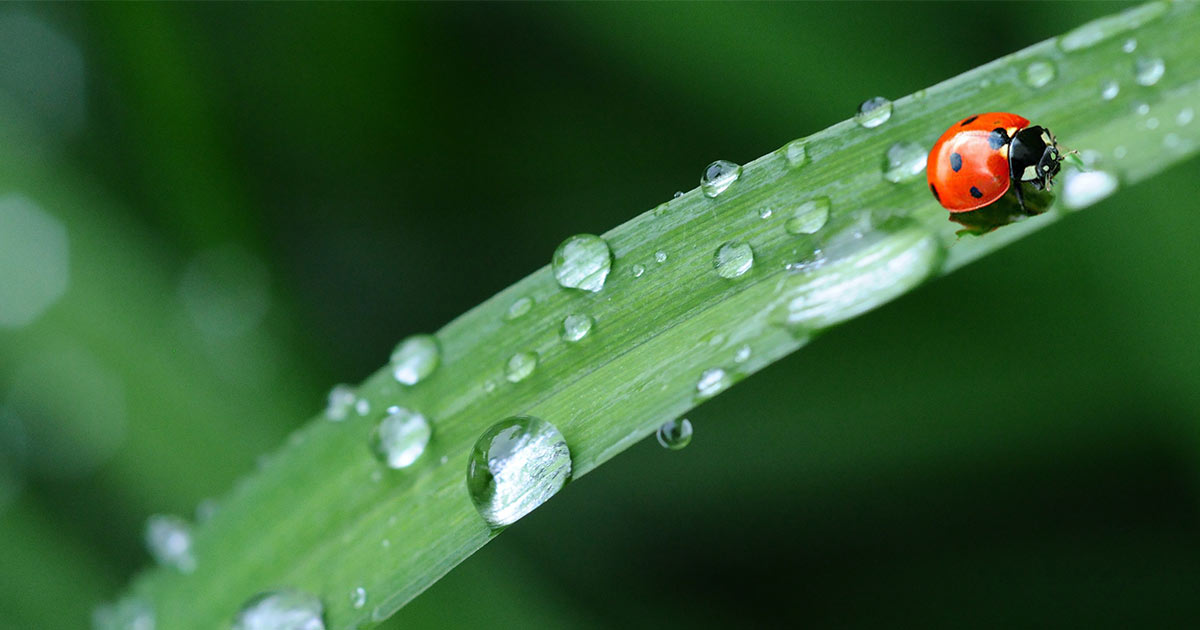 Study Finds Agriculture 48 Times More Toxic to Insects Than 25 Years Ago