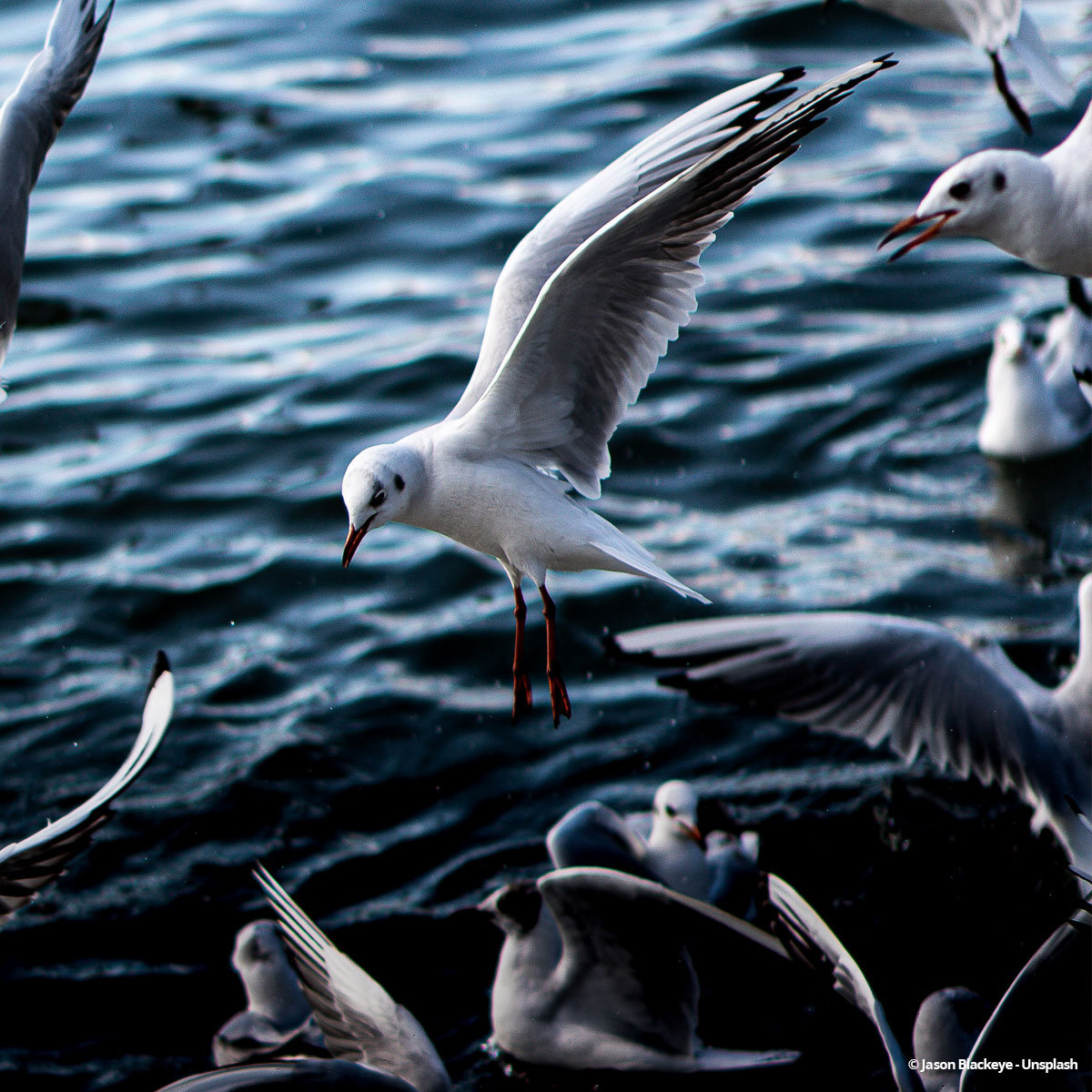 Migratory Birds: The Phenomenal Global Citizens