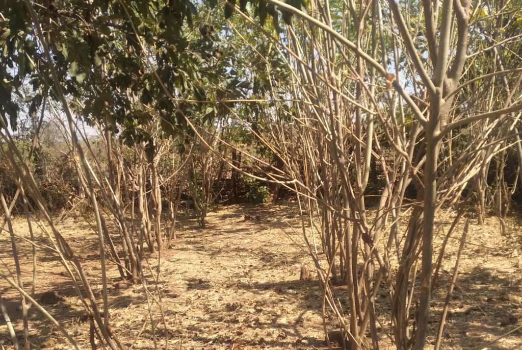 How Organic Farming Became an Alternative to Poaching!