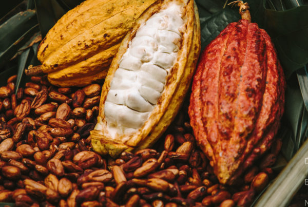 Ngali Nuts – From the Forest Floor to the Food Store