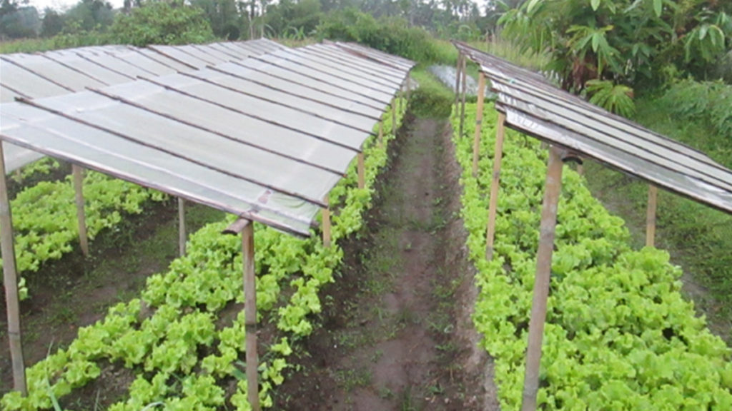 OFIA 2021 Grand Prize: A Multidimensional Approach to Promoting Organic ...