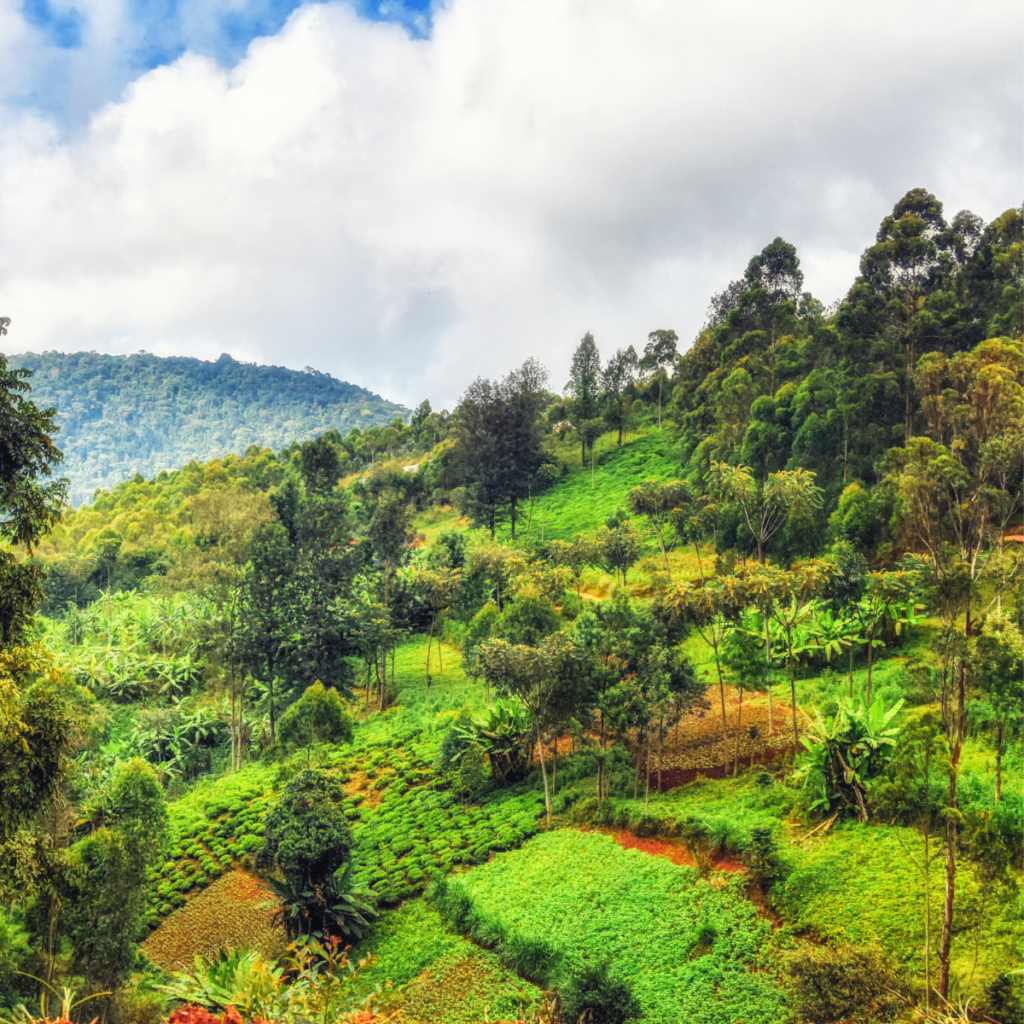 Building Sustainable Food Systems for Biodiversity and Healthy Environments